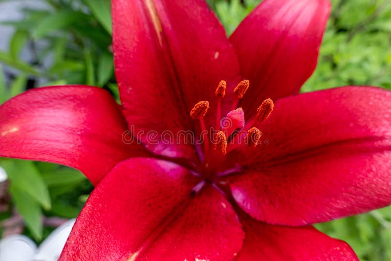 Blossoming Red Lilies in a Beautiful Home Garden Stock Photo - Image of decoration, floral ...