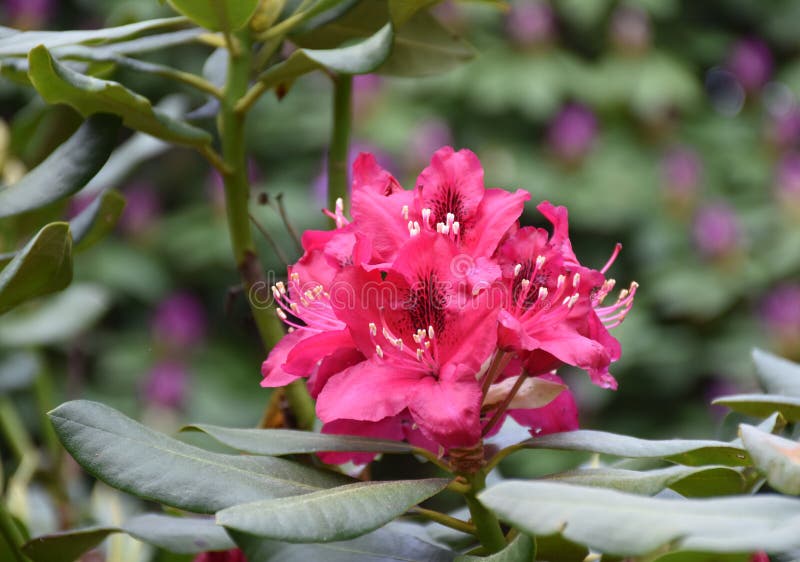 Blossoming Red Rhododendron Bush in the Spring Stock Photo - Image of ...