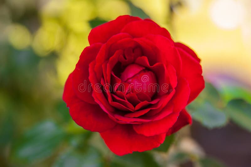Blossoming red rose stock photo. Image of nature, vibrant - 72220432