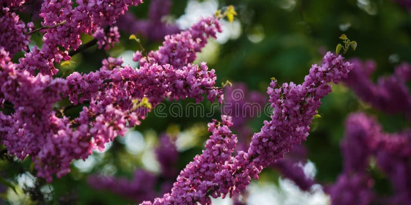Blossoming Redbud Tree Closeup Stock Photo - Image of easter, deciduous ...
