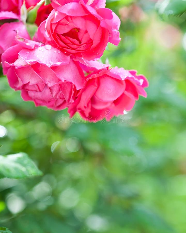 Blossoming Rose Bush in Spring Stock Image - Image of beautiful ...
