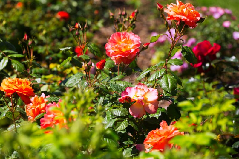 Blossoming roses plant stock photo. Image of park, rose - 55502670