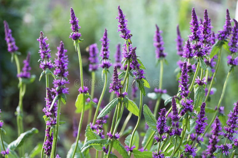 Sage Green Yello Blue Stock Photos - Free & Royalty-Free Stock Photos ...