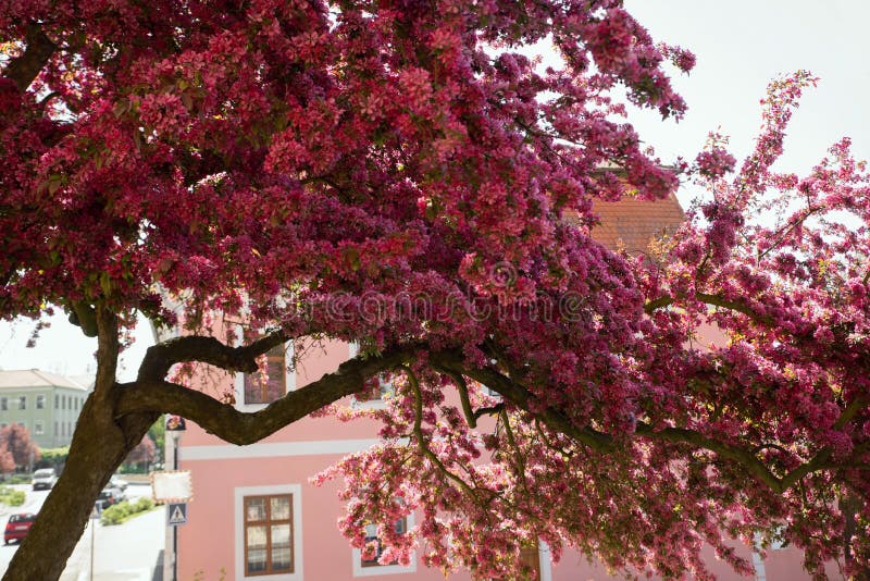 Sakura Tree Blooms in Front of Door Stock Image - Image of front ...