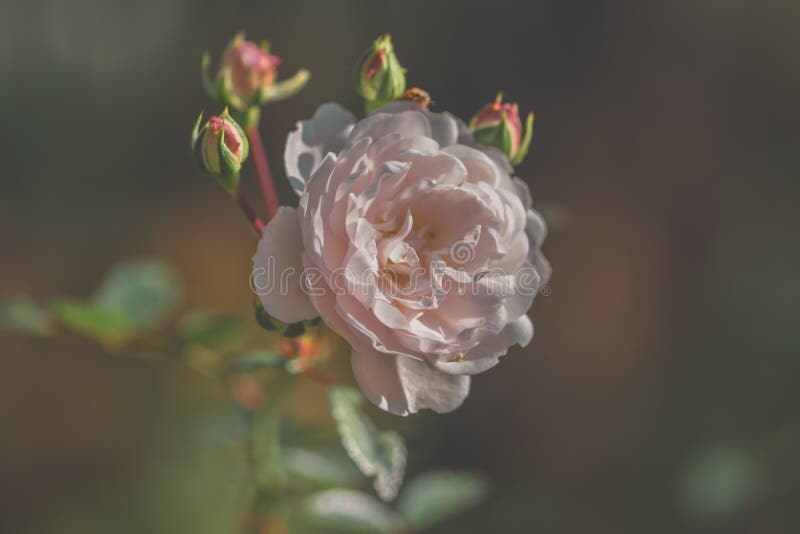 Blossoming Soft White Rose Flower Stock Photo - Image of flower, petal ...