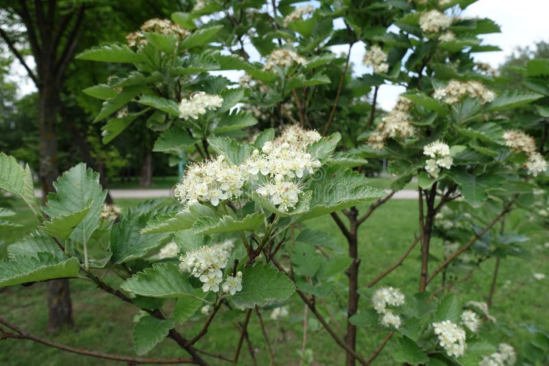Blossoming Sorbus Aria in Mid May Stock Image - Image of spring ...