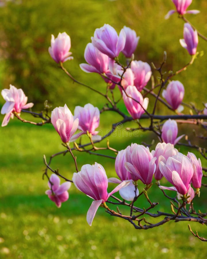 Blossoming Southern Magnolia Tree Stock Image - Image of beauty, card ...