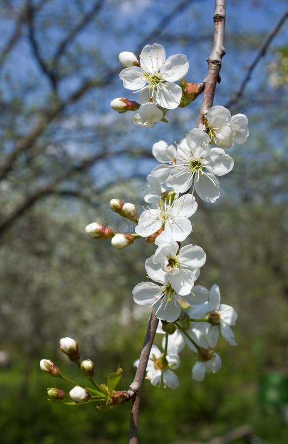 Blossoming spring stock image. Image of face, pure, beautiful - 6059623