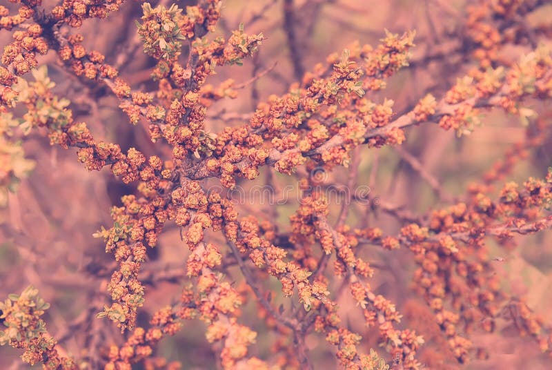 Branches with Flowering Spring Buds Background Tinted Pink Stock Photo ...