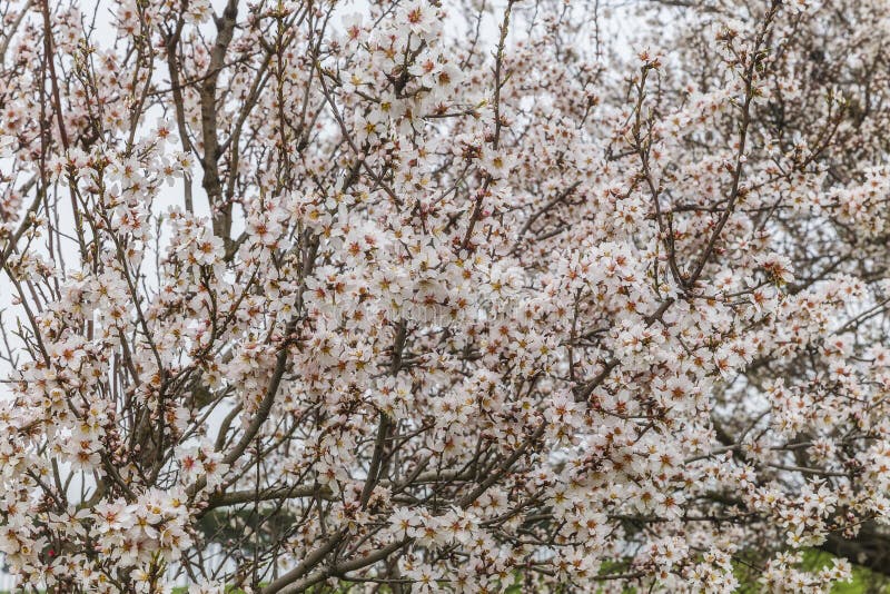 Blossoming Spring Flowers on a Tree Stock Image - Image of bloom, flora ...