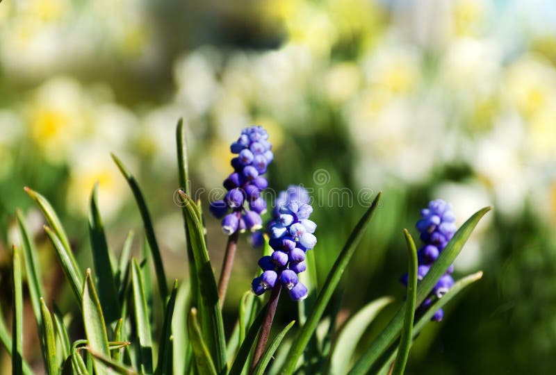 Blossoming spring garden stock photo. Image of season - 37267070