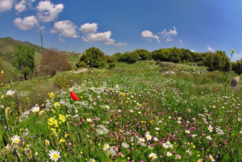 Blossoming Spring Meadow with Bright Field Flower. Stock Image - Image ...