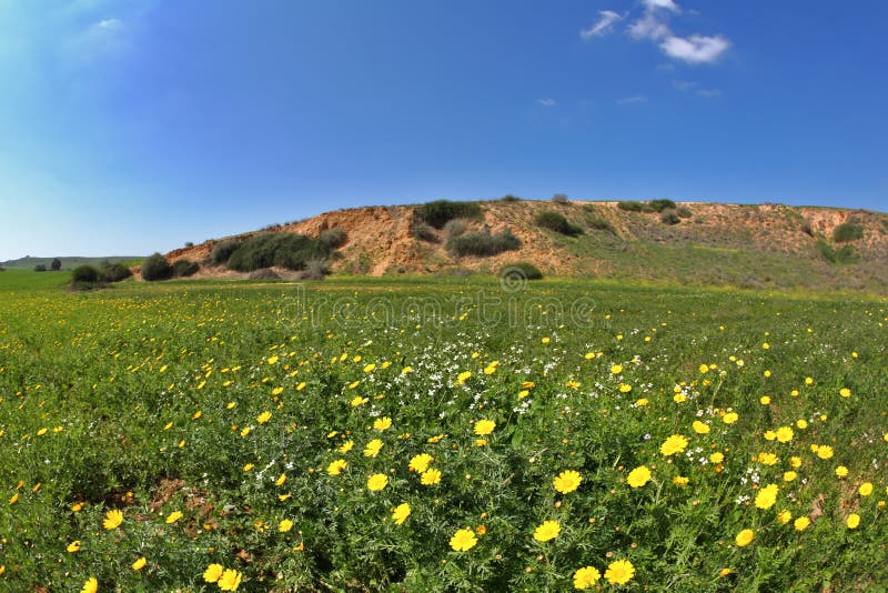 Blossoming spring plain stock photo. Image of summer - 11762924