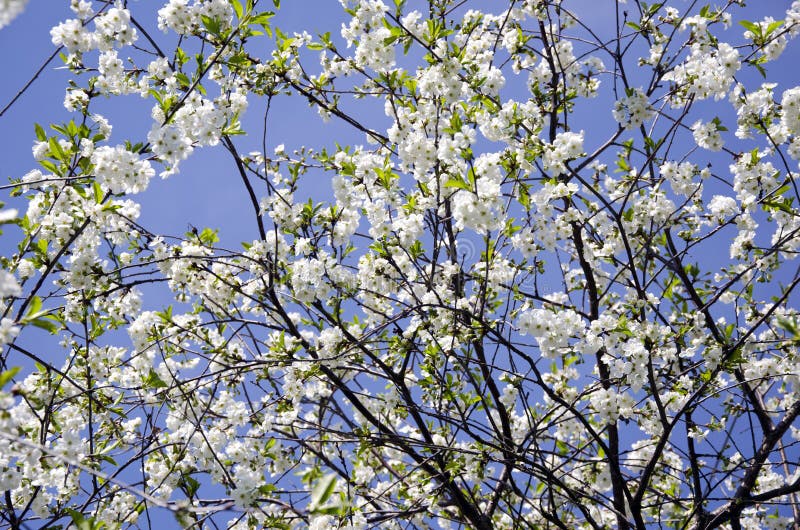Blossoming Spring Time Cherry Tree Stock Photo - Image of white, leaf ...