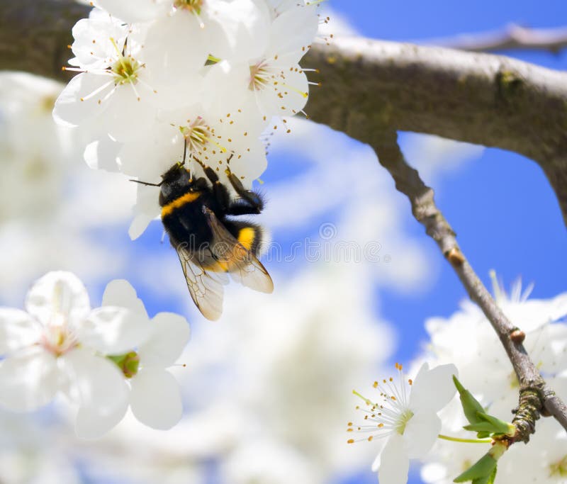 Blossoming spring tree stock image. Image of blossom - 22467955