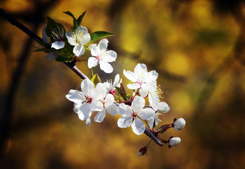 Blossoming spring tree stock image. Image of branch, yellow - 28529357