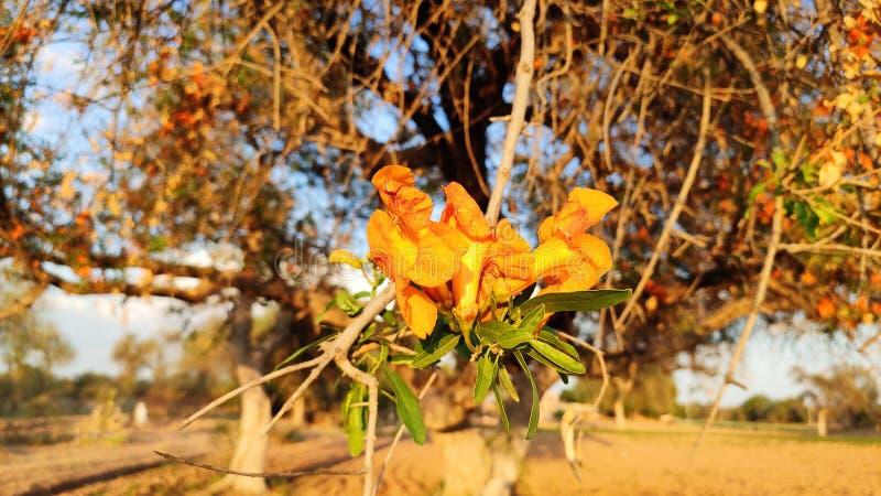 Blossoming Tecomella Undulata (Rohida) Tree, Close Up Image Stock Photo ...