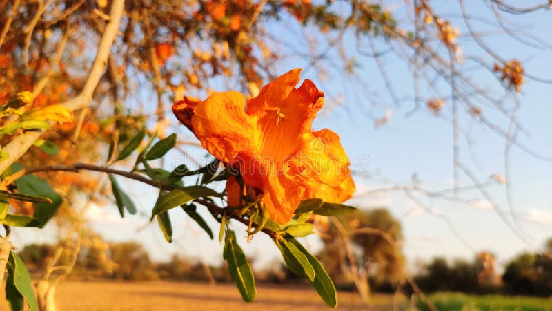 Rohira Stock Photos - Free & Royalty-Free Stock Photos from Dreamstime