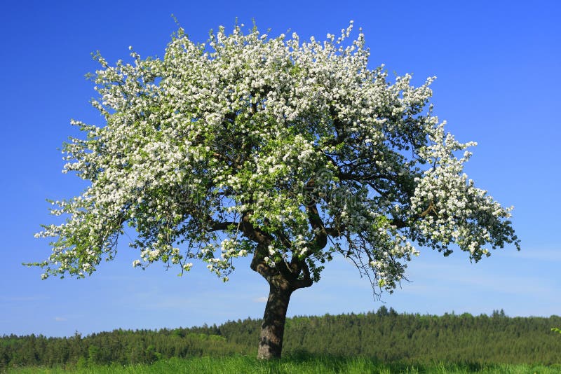 Blossoming tree stock image. Image of tree, branch, plant - 12163455