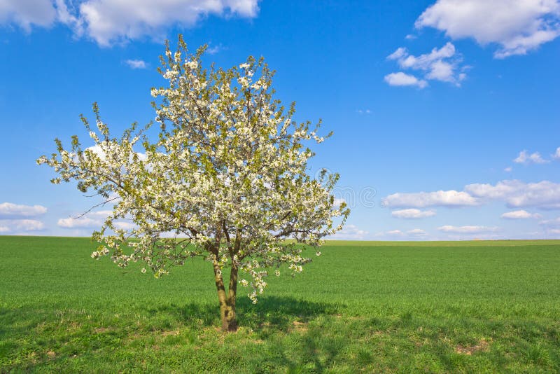 Blossoming tree stock photo. Image of floral, green, petals - 19421484