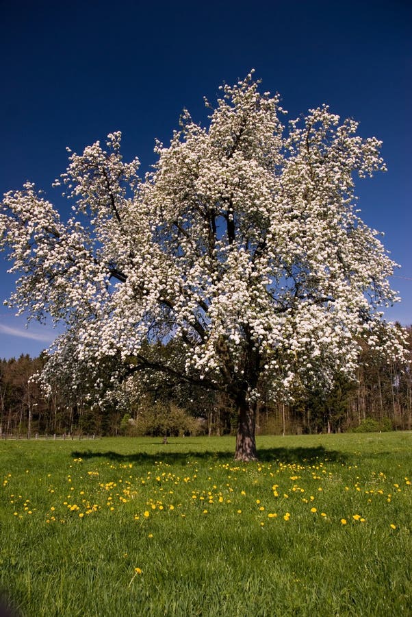 Blossoming tree in spring. stock image. Image of lonely - 6219979