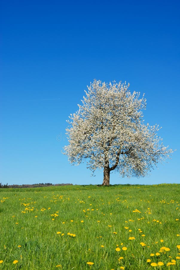 One tree stock photo. Image of majestic, beautiful, countryside - 2339744