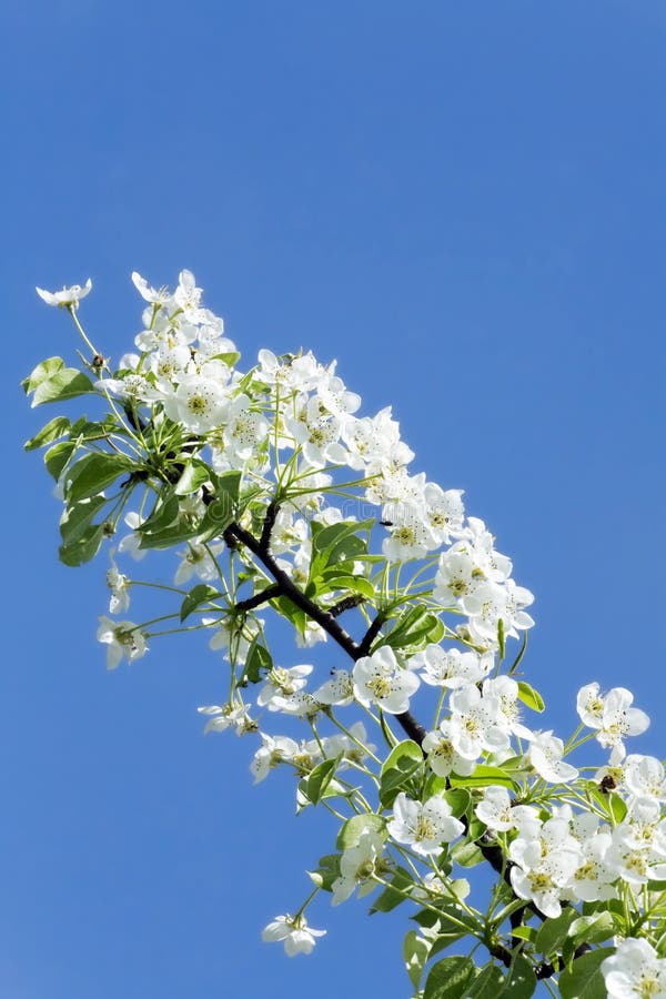 Blossoming tree stock photo. Image of blue, agriculture - 28033450
