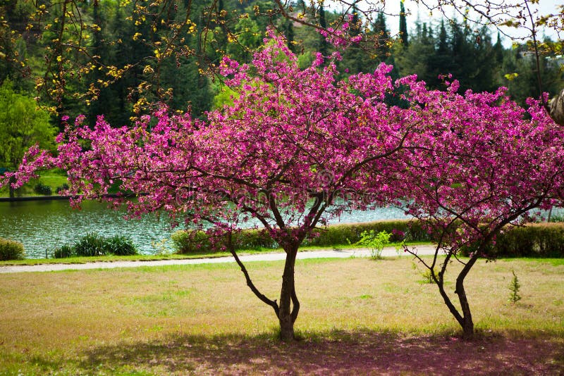 Blossoming tree stock image. Image of walk, spare, calming - 28941629