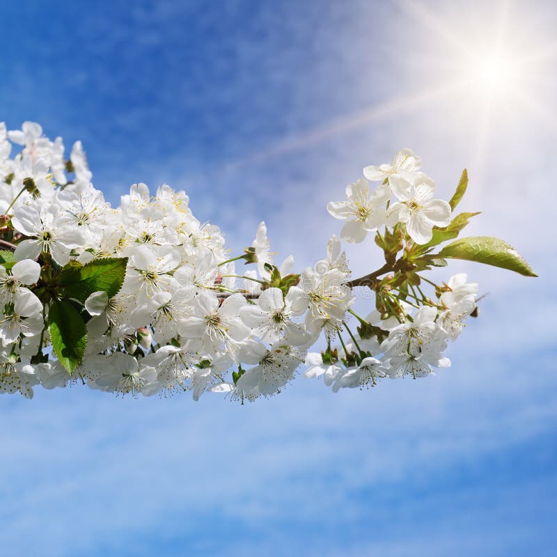 Blossoming Tree Branch. Cherry - Sakura and Sun with a Natural Colored ...