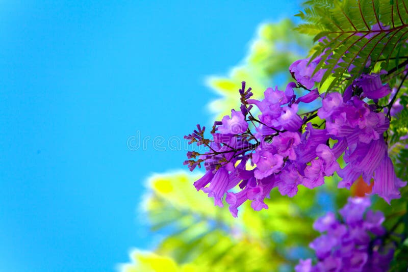 Blossoming Tree Branch at Sunset or Sunrise Stock Image - Image of ...
