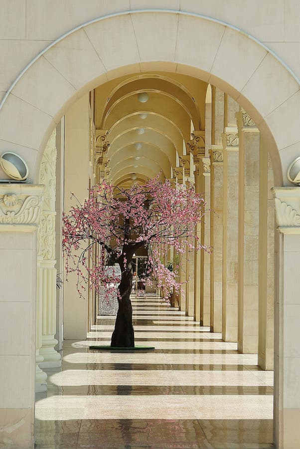 Blossoming Tree Costs in a White Marble Colonnade Stock Photo - Image ...
