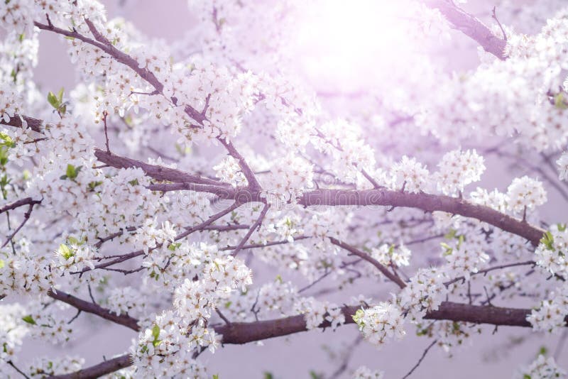 Blossoming Tree with Flowers Stock Photo - Image of cherry, ecology ...