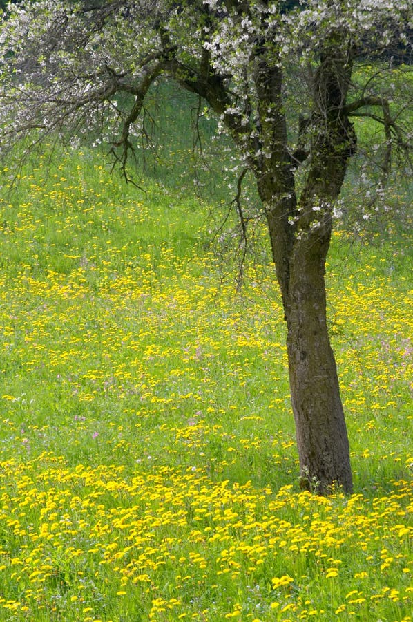 Trees with Blossom in Meadow Full of Flowers in Spring Stock Photo ...