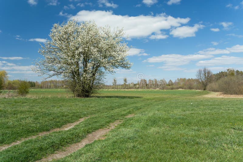 A Blossoming Tree Next To the Road on a Meadow Stock Photo - Image of ...