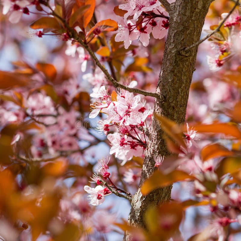 Blossoming Tree with Flowers Stock Photo - Image of cherry, ecology ...