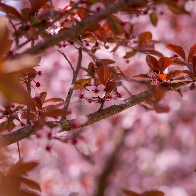 Blossoming Tree with Flowers Stock Photo - Image of cherry, ecology ...