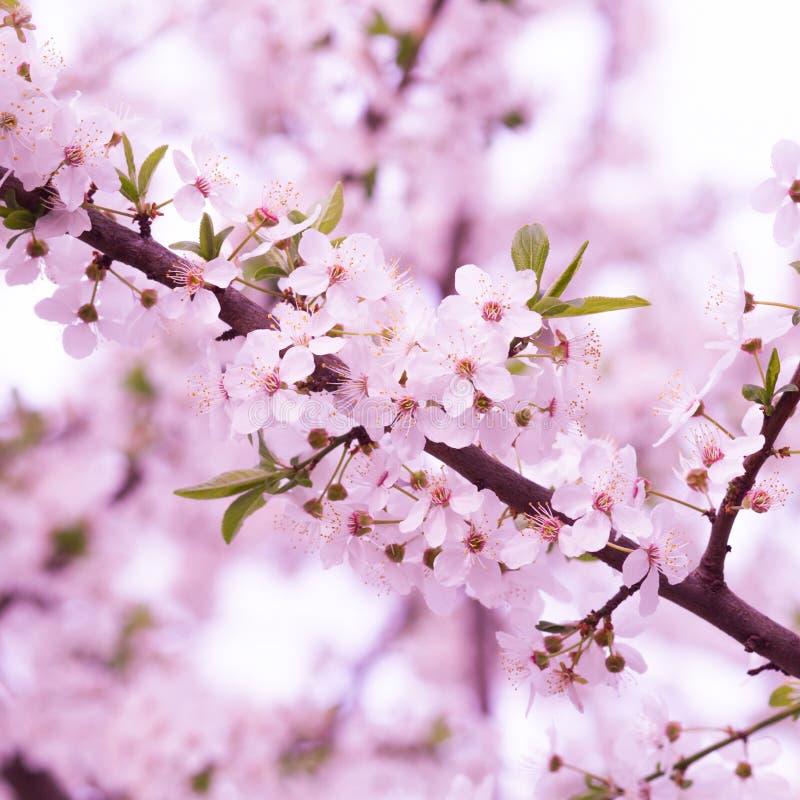 Blossoming Tree with Flowers Stock Photo - Image of cherry, ecology ...