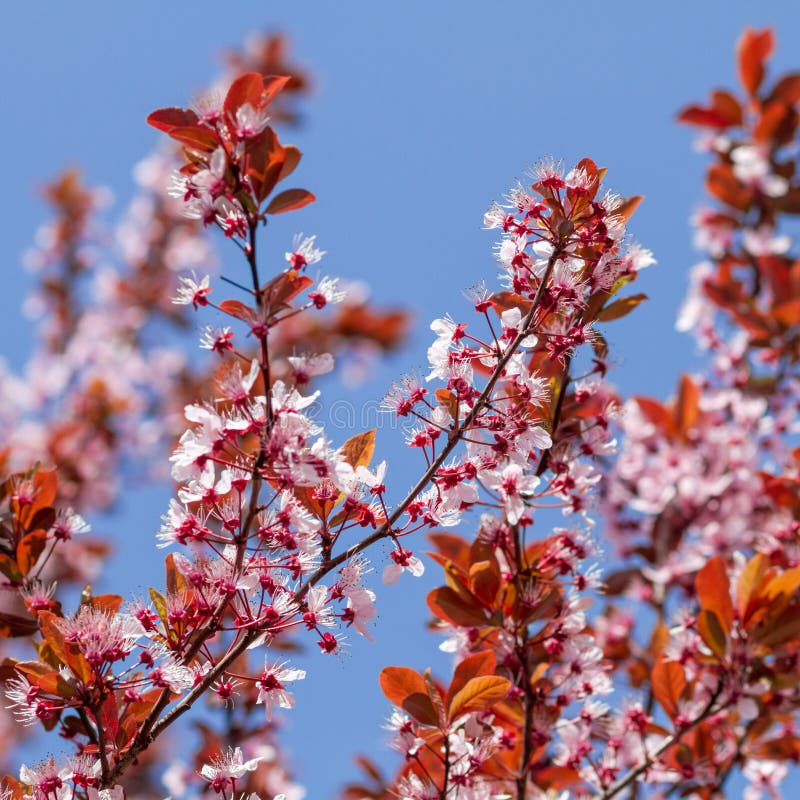 Blossoming Tree with Flowers Stock Photo - Image of cherry, ecology ...