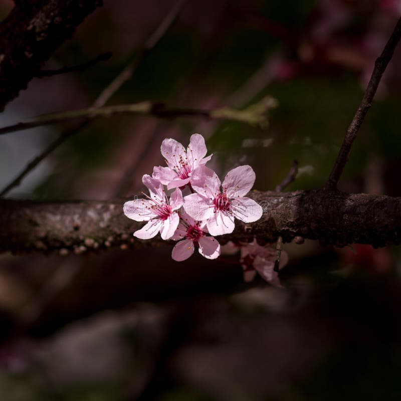 Blossoming Tree with Flowers Stock Photo - Image of cherry, ecology ...