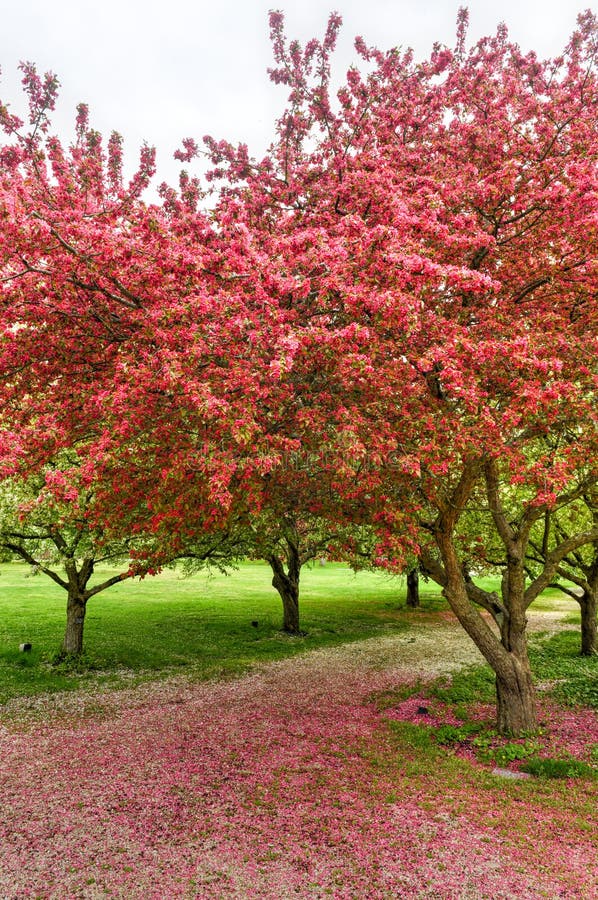Blossoming Tree - Planting Fields Stock Photo - Image of scenic ...
