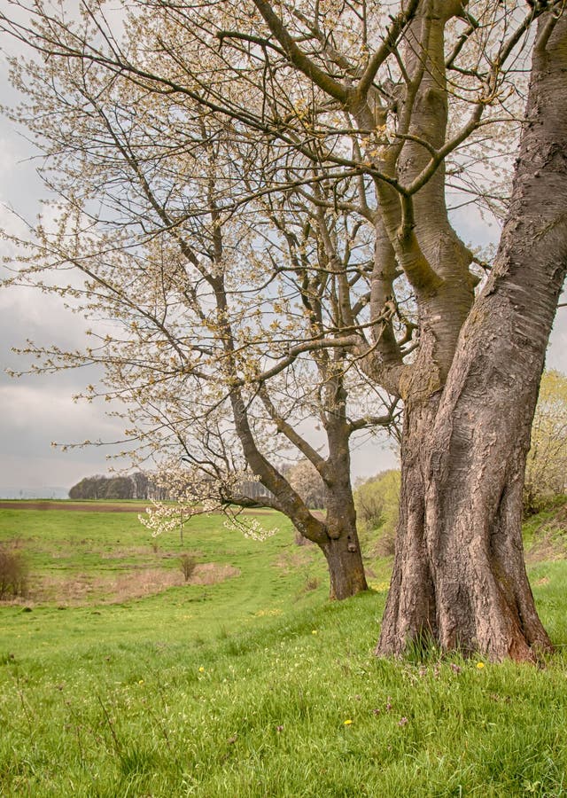 Blossoming tree stock image. Image of rural, clean, outdoors - 83814285