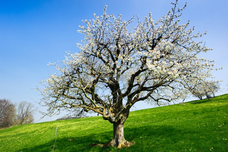 Blossoming tree in spring stock image. Image of lone - 22265565