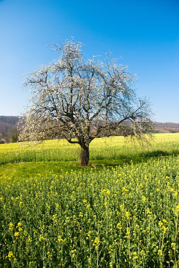 Blossoming tree in spring stock photo. Image of blooming - 22279818