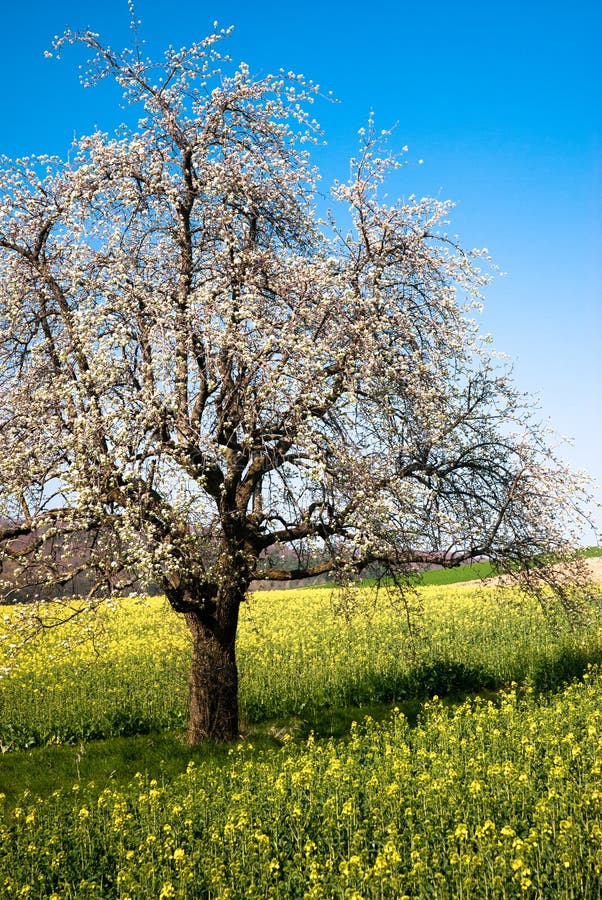 Blossoming tree in spring stock photo. Image of agriculture - 22279838