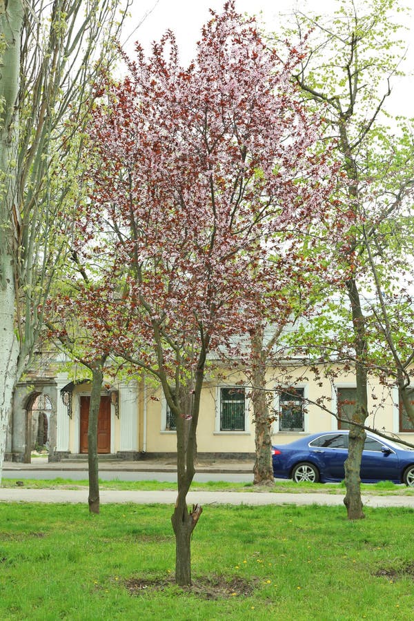 Blossoming Tree on Spring Day in City Stock Image - Image of branch ...