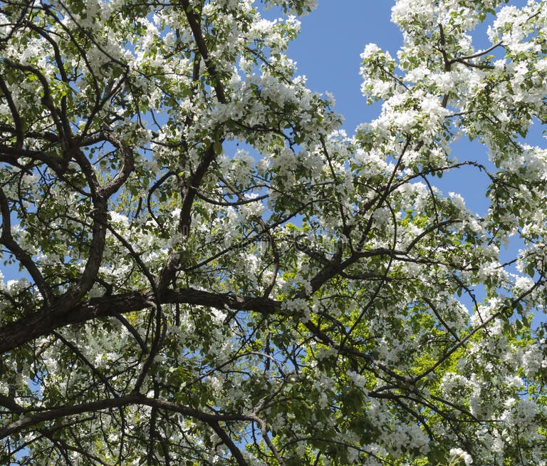 Blossoming Tree in Spring on Rural Meadow Stock Image - Image of ...