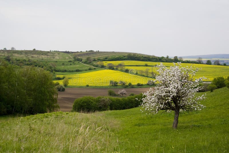 Blossoming Tree in Spring in Rural Scenery Stock Image - Image of ...