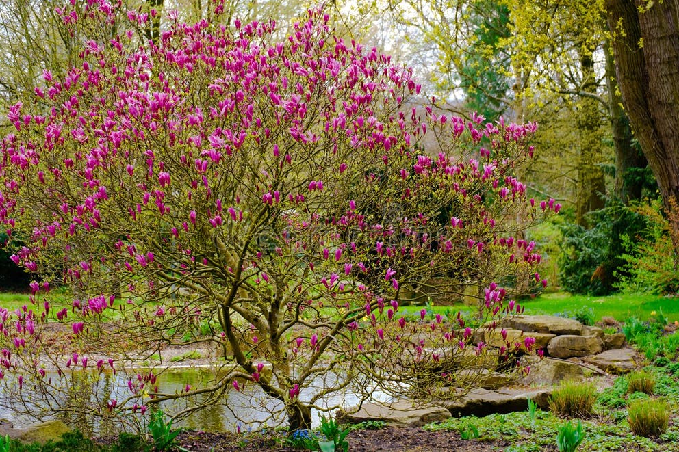 Blossoming Tree in Spring. Spring Time in Nature Stock Photo - Image of ...