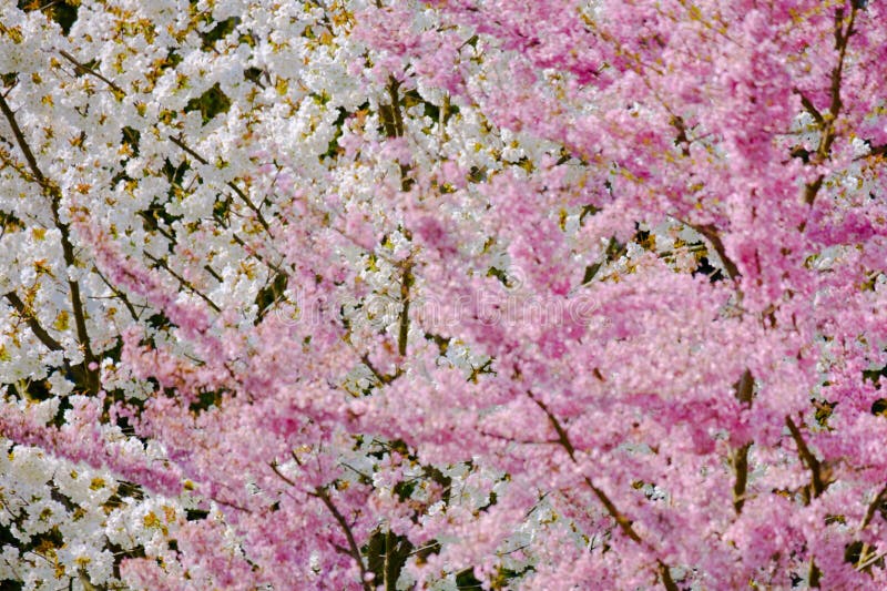Blossoming Tree in Spring. Spring Time in Nature Stock Image - Image of ...