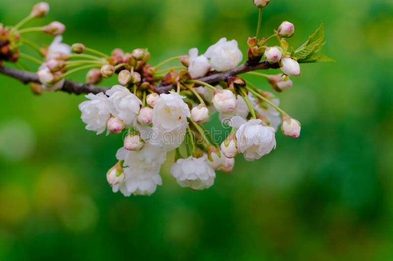 Blossoming Tree in Spring. Spring Time in Nature Stock Image - Image of ...